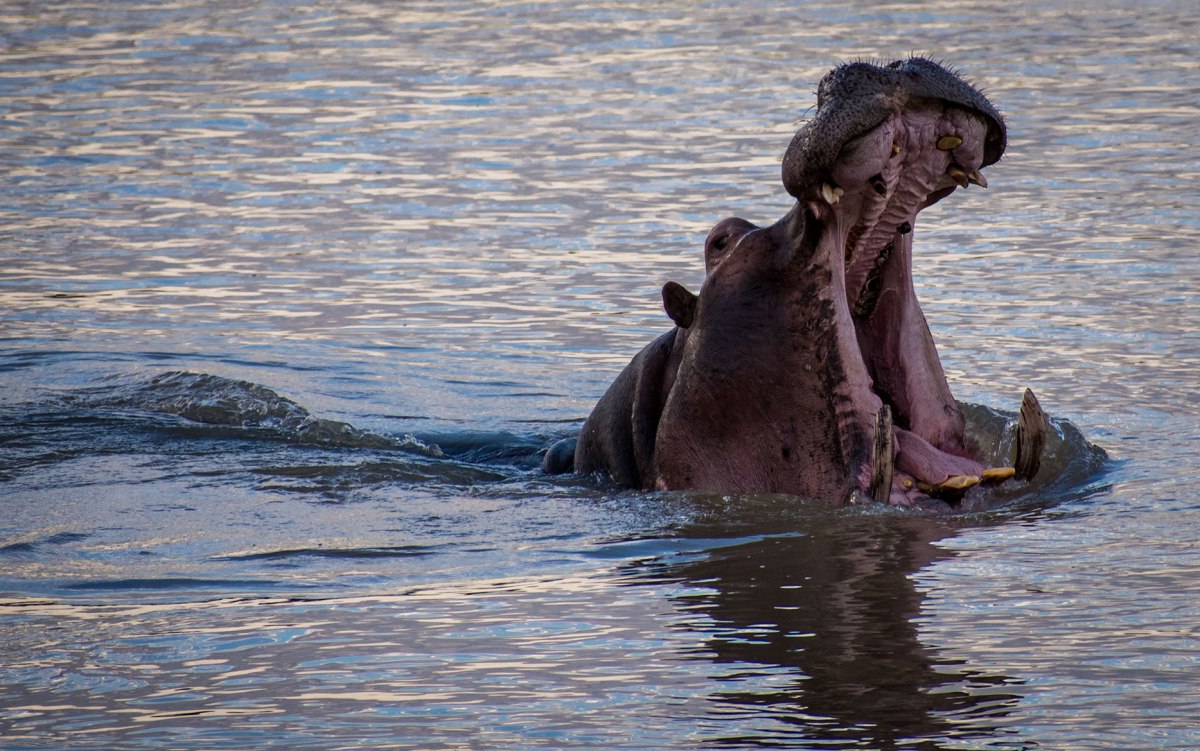 Hippo Highways: Day 2 of our Walking Safari | Life and Random Thinking